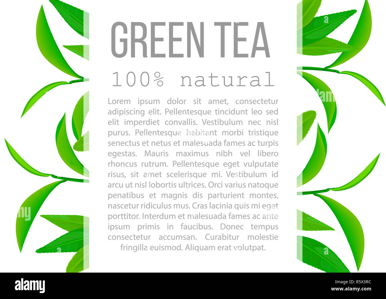 Fresh Green tea leaves and twig poster with description text Stock ...