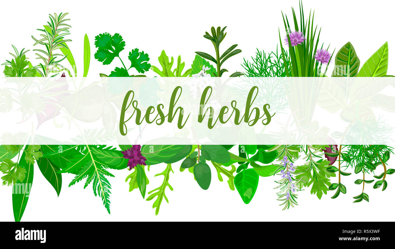 Fresh Realistic herbs and flowers with text. Horizontal. plants above ...