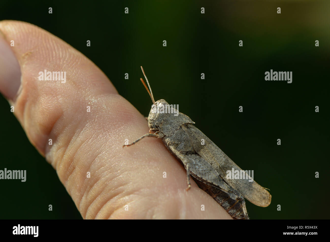 Flying locusts hi-res stock photography and images - Alamy