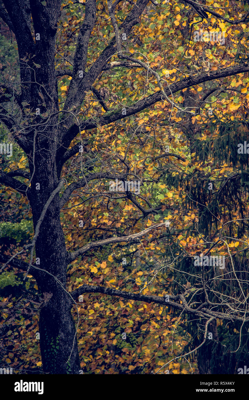 Autumn tree leaves texture background. leaf background texture Stock ...