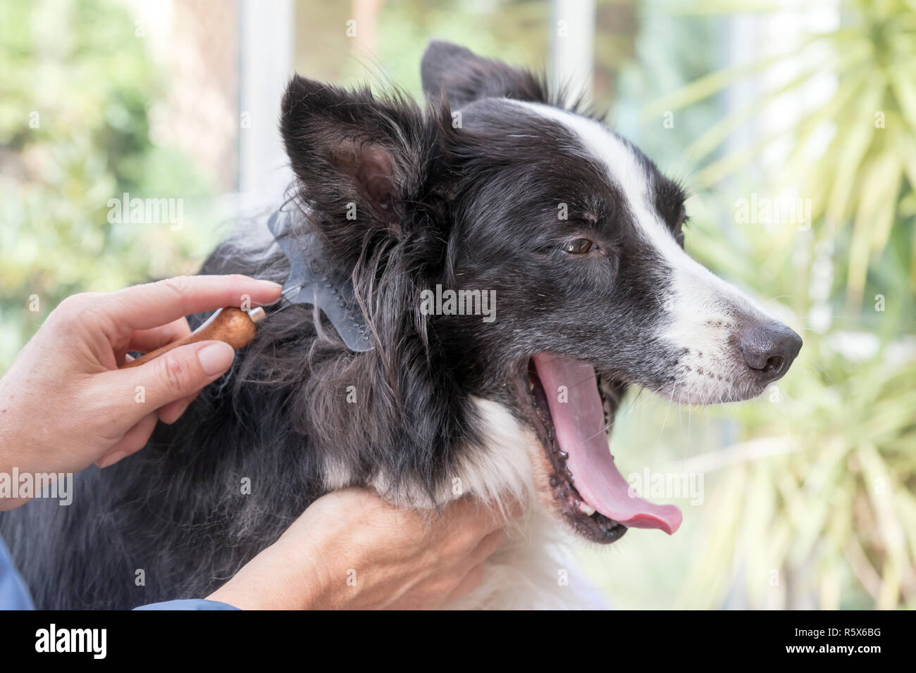 Grooming of the laughing Border Collie Stock Photo - Alamy Grooming of the laughing Border Collie Stock Photo - Alamy