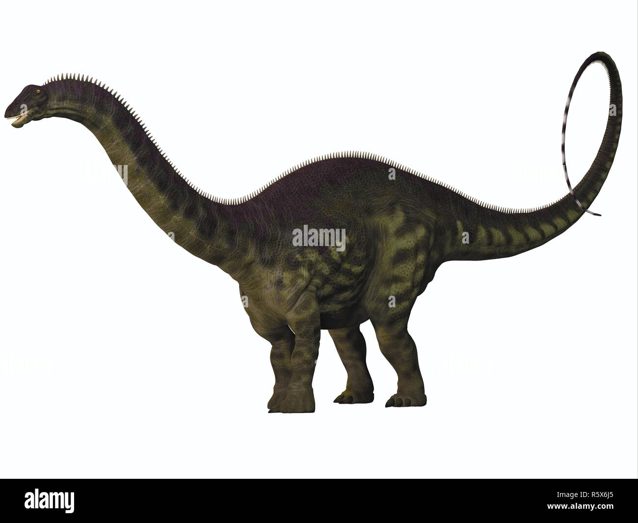 Brontosaurus teeth hi-res stock photography and images - Alamy