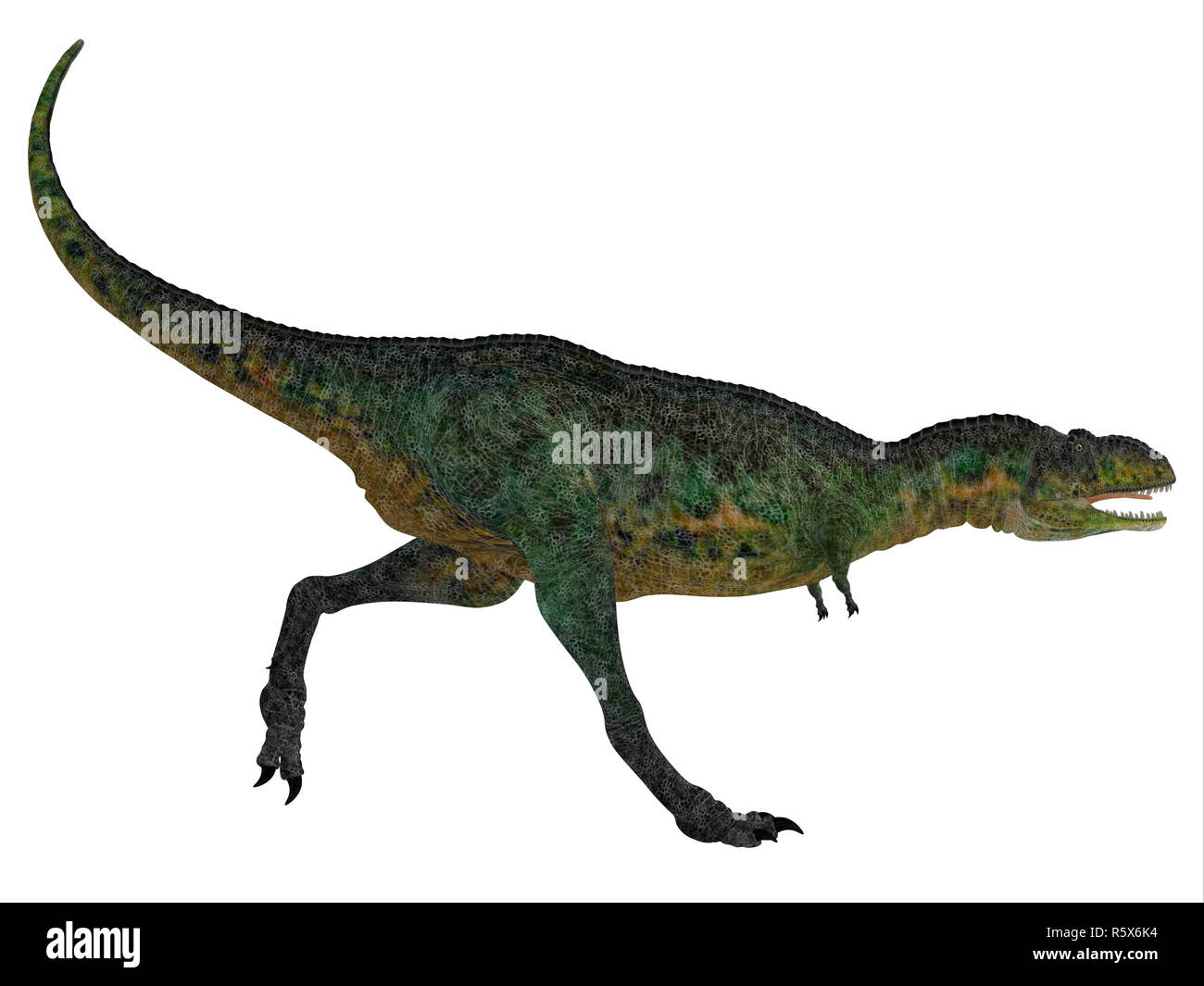Aucasaurus on White Stock Photo - Alamy