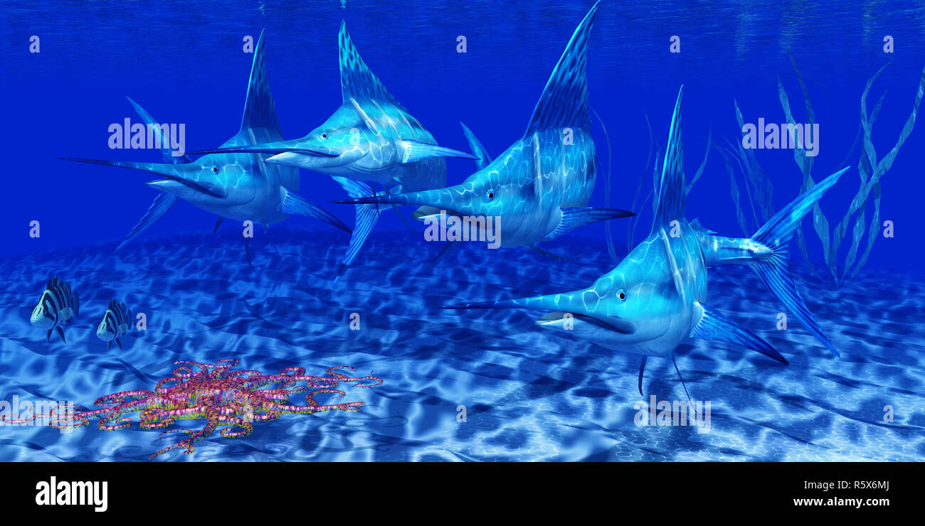 Siamese tiger fish hi-res stock photography and images - Alamy