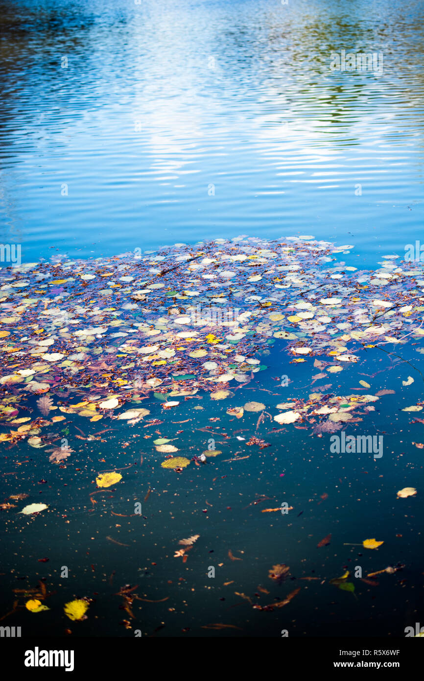 Dry Leaves as Autumn herbal Fall concept texture Stock Photo - Alamy