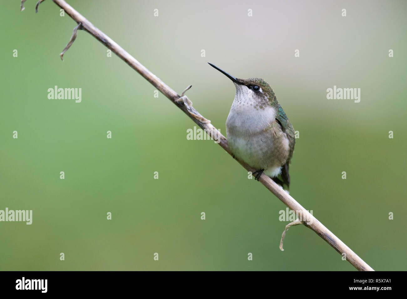 Ruby-throated Hummingbird (Archilochus colubris) female, perched, E USA ...