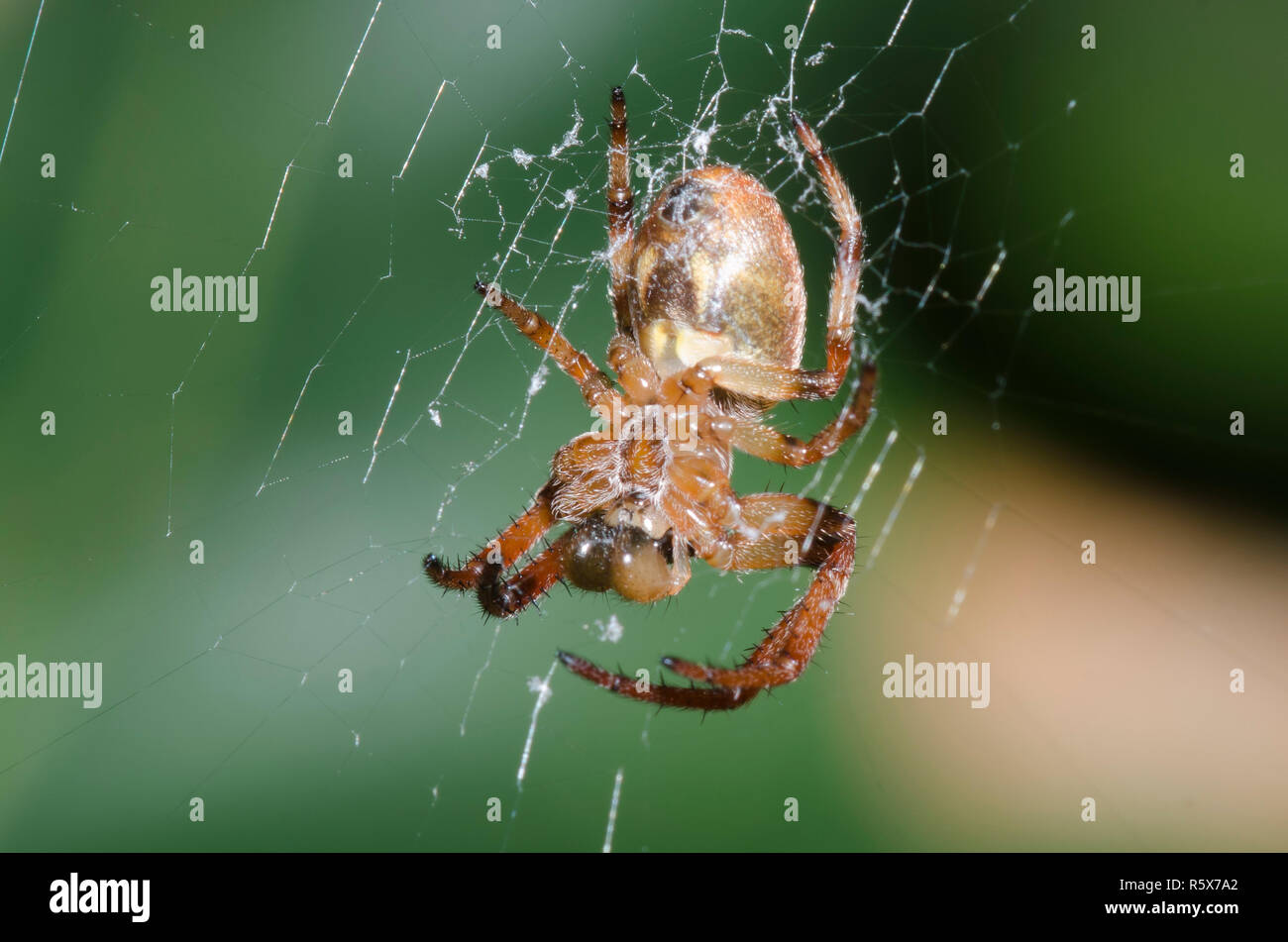 Furrow spider hi-res stock photography and images - Alamy