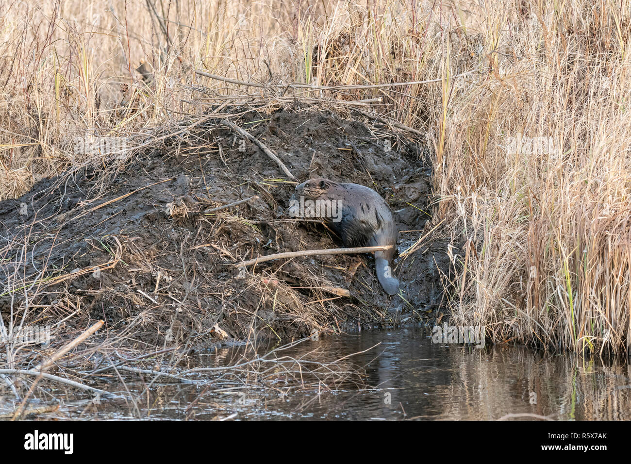 Beaver (Castor canadensis) insulating its lodge for winter with mud ...