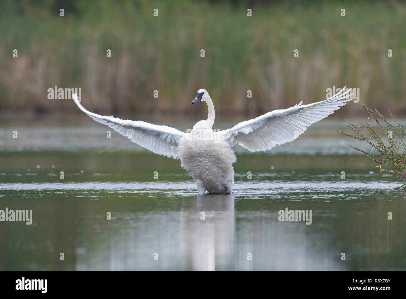 Swan flapping wings hi-res stock photography and images - Alamy