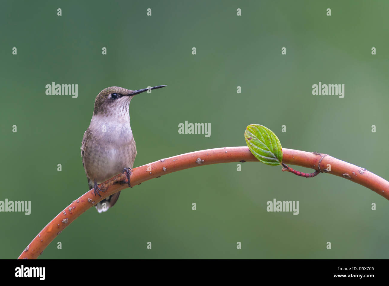 Ruby-throated Hummingbird (Archilochus colubris) female, perched, E USA ...