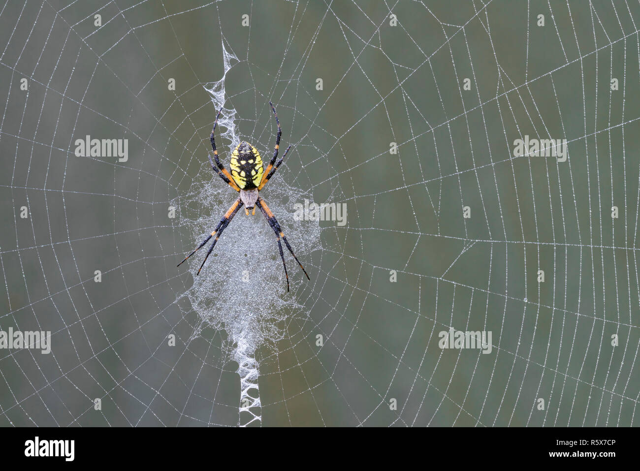 Yellow Garden Spider (Argiope aurantia), on web, MN, USA, by Dominique ...