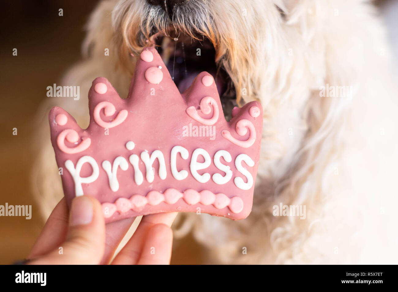 Fluffy dog hungry for special princess cookie Stock Photo - Alamy