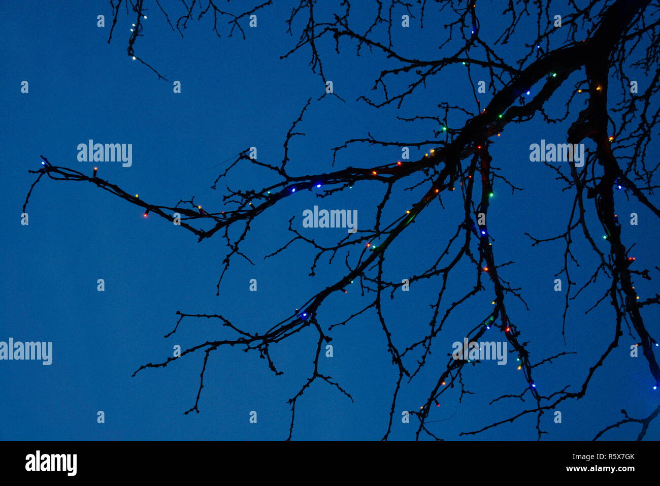 Christmas lights wrapped around tree hi-res stock photography and ...