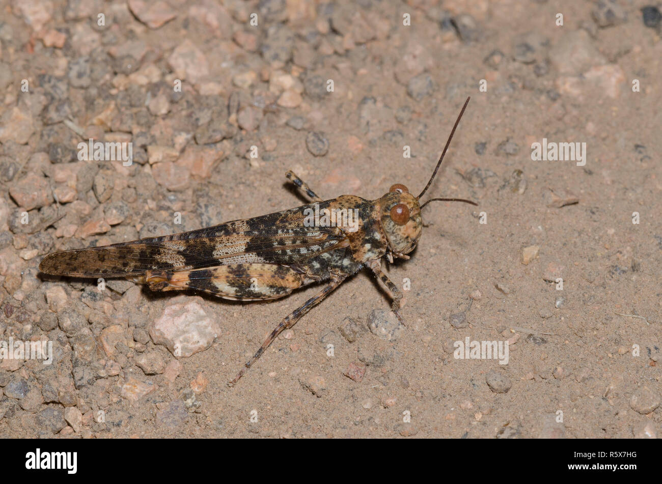 Band Winged Grasshopper Stock Photos & Band Winged Grasshopper Stock ...