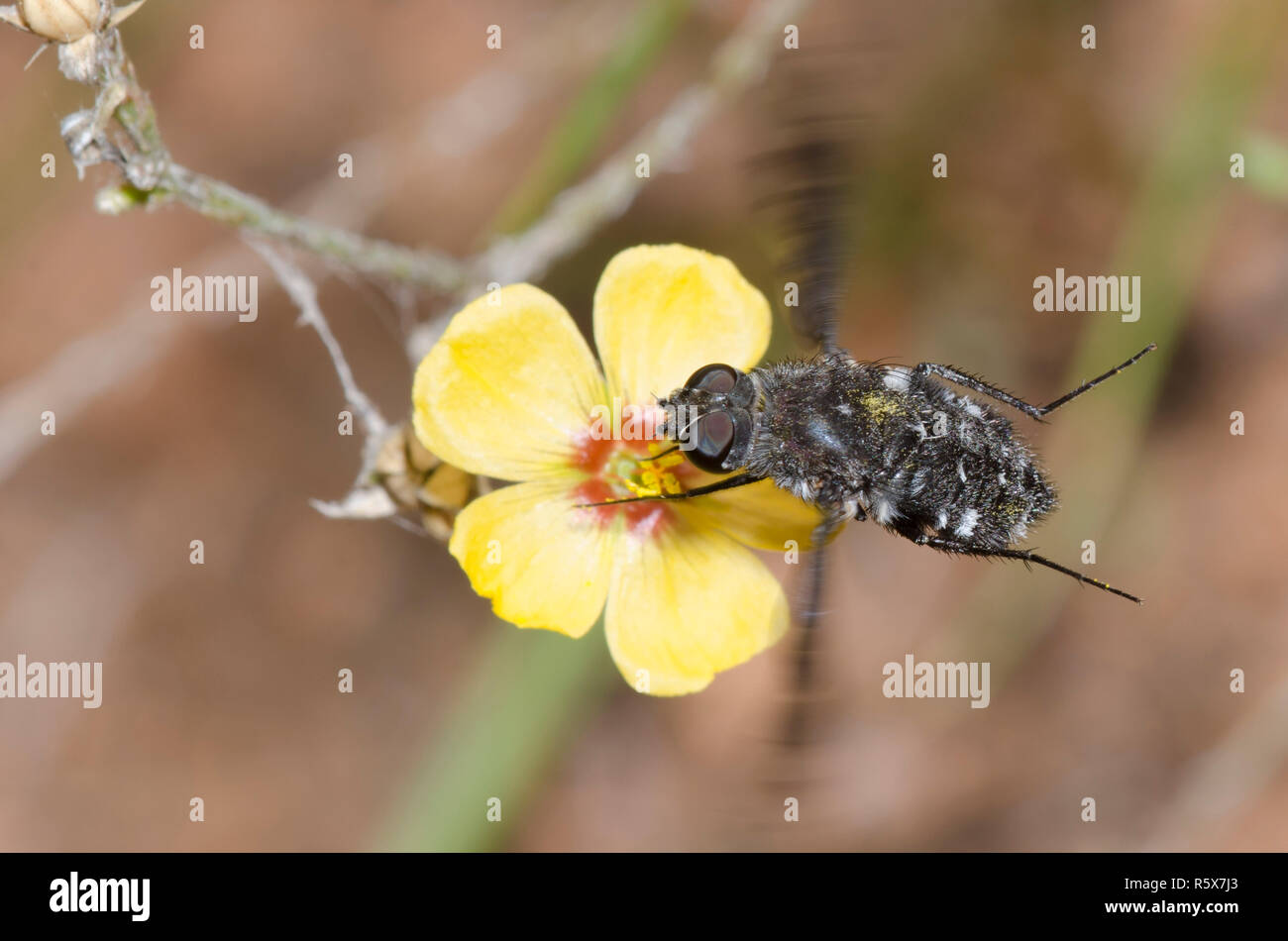 Bee Fly, Anthrax sp., hovering over stiffstem flax, Linum rigidum Stock ...