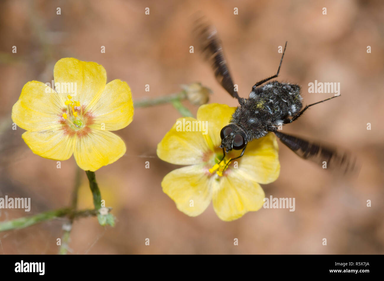 Anthrax sp hi-res stock photography and images - Alamy