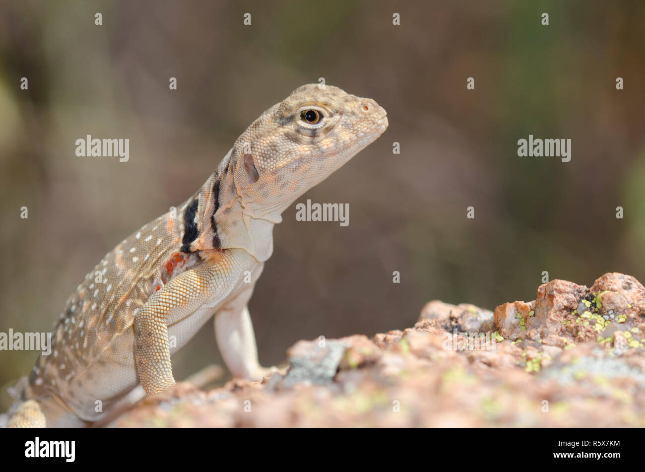 Crotaphytus collaris hi-res stock photography and images - Alamy