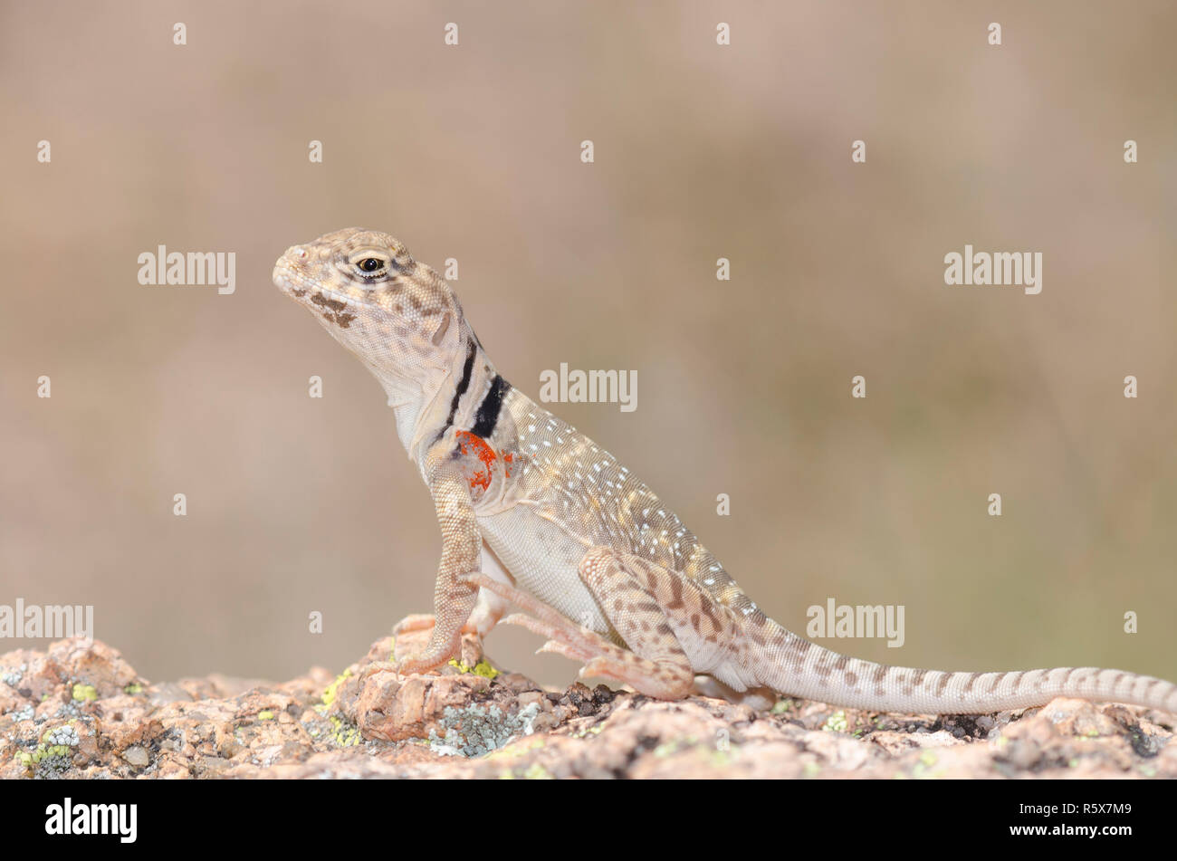 Crotaphytus collaris hi-res stock photography and images - Alamy