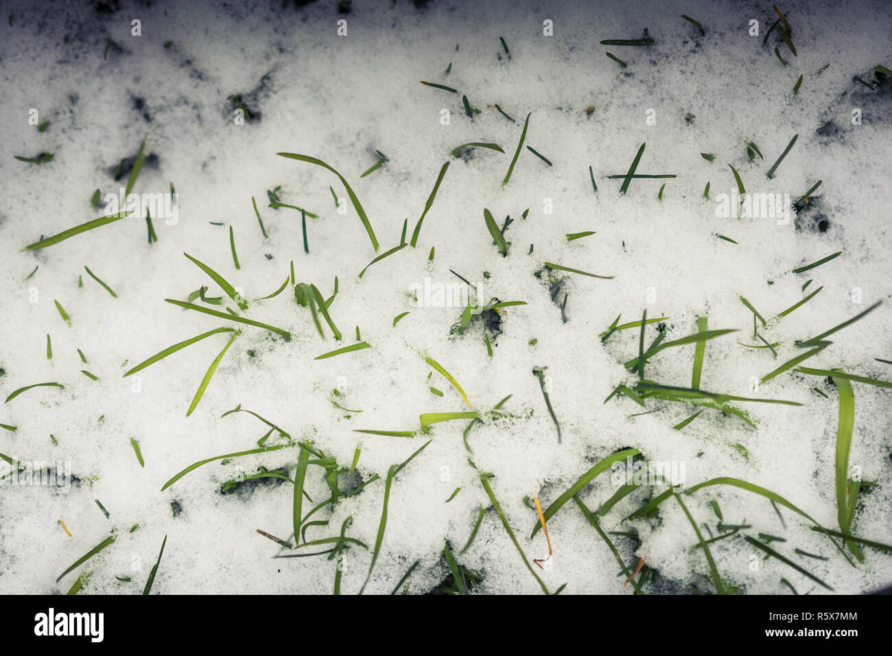 Grass rising through layer of snow in the cold winter Stock Photo - Alamy