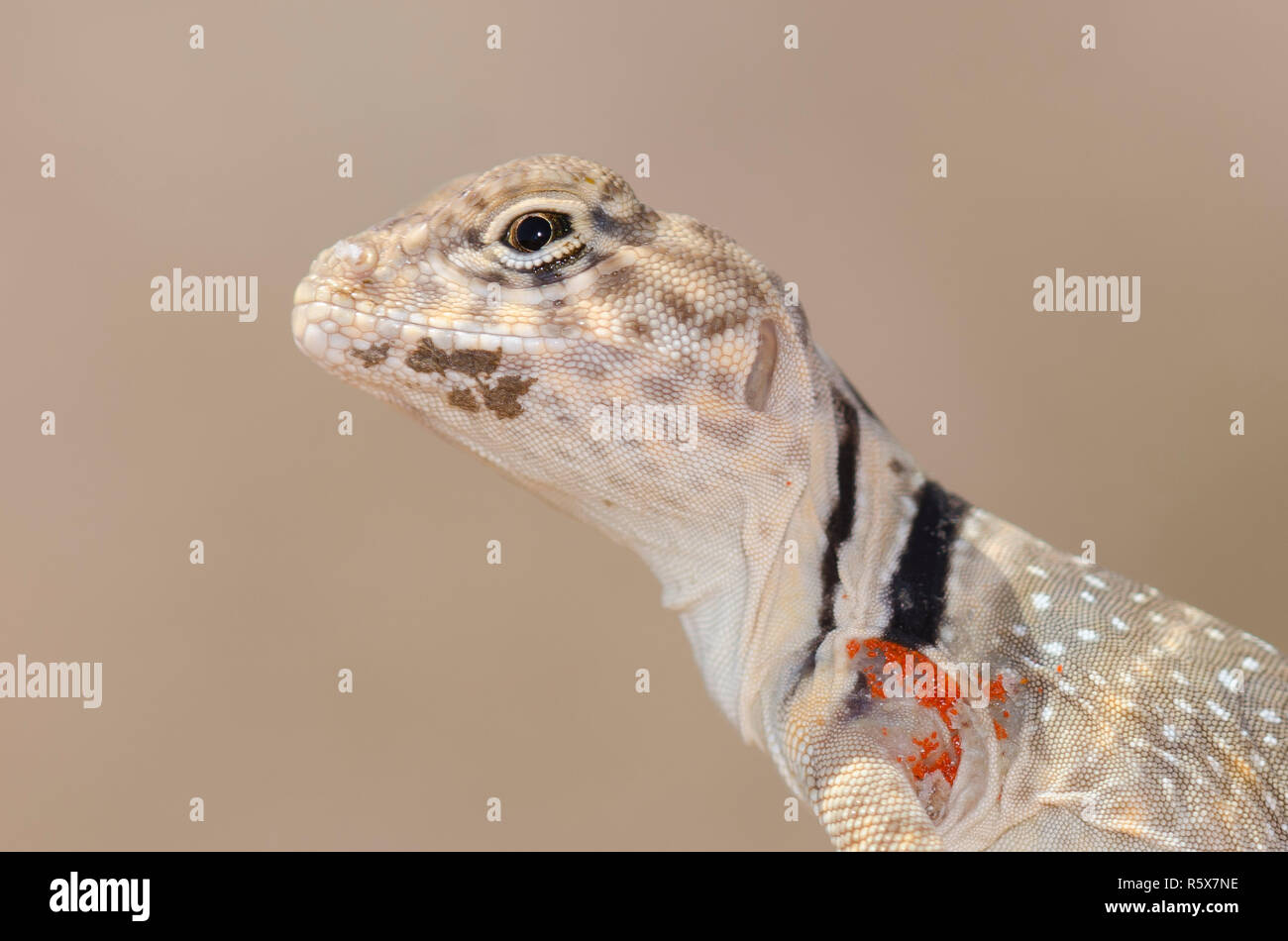 Eastern Collared Lizard, Crotaphytus collaris Stock Photo - Alamy