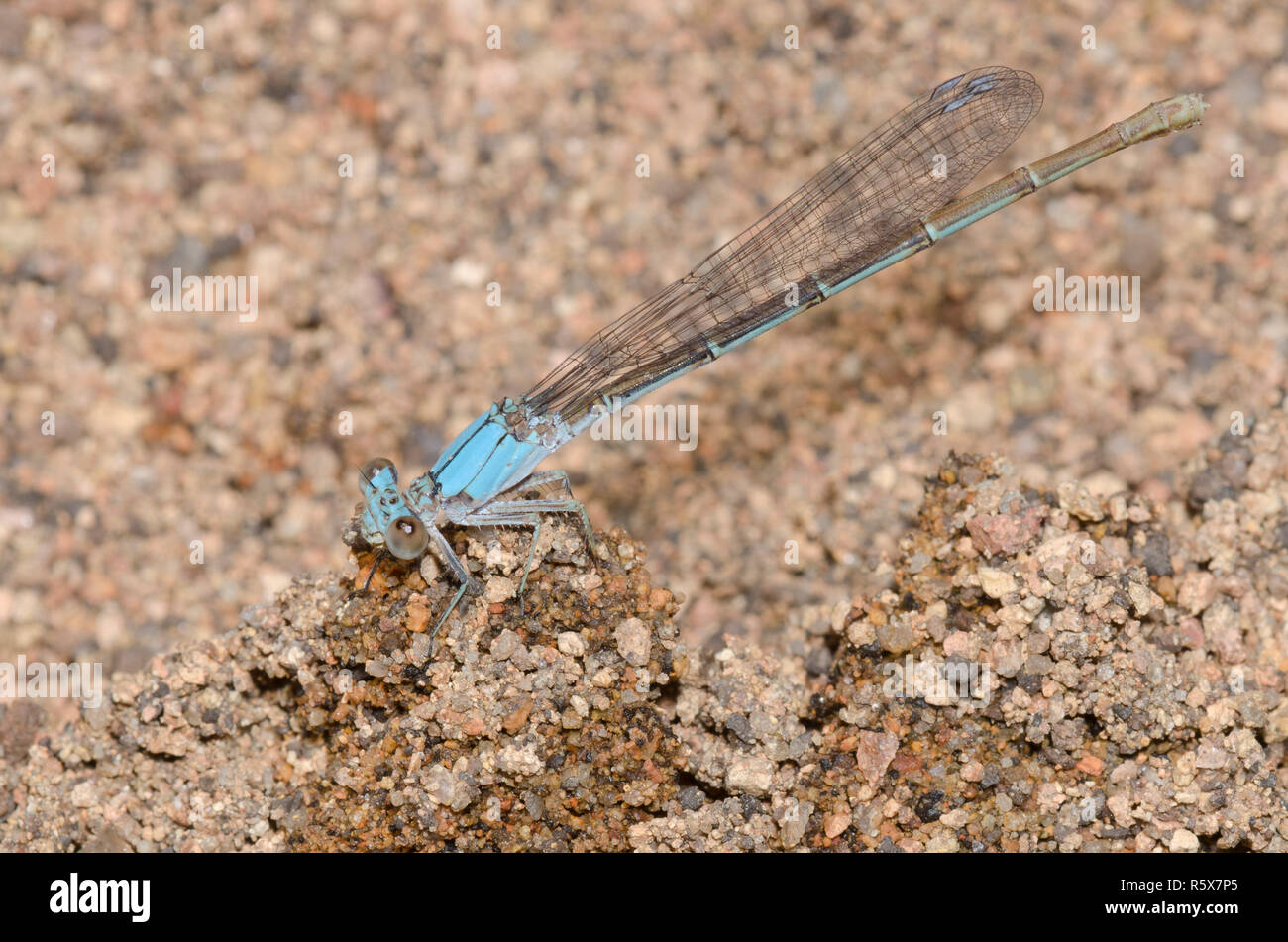 Argia moesta hi-res stock photography and images - Alamy