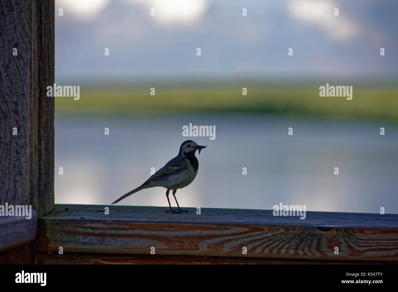 Barn swallow perched on a wooden bar Stock Photo - Alamy