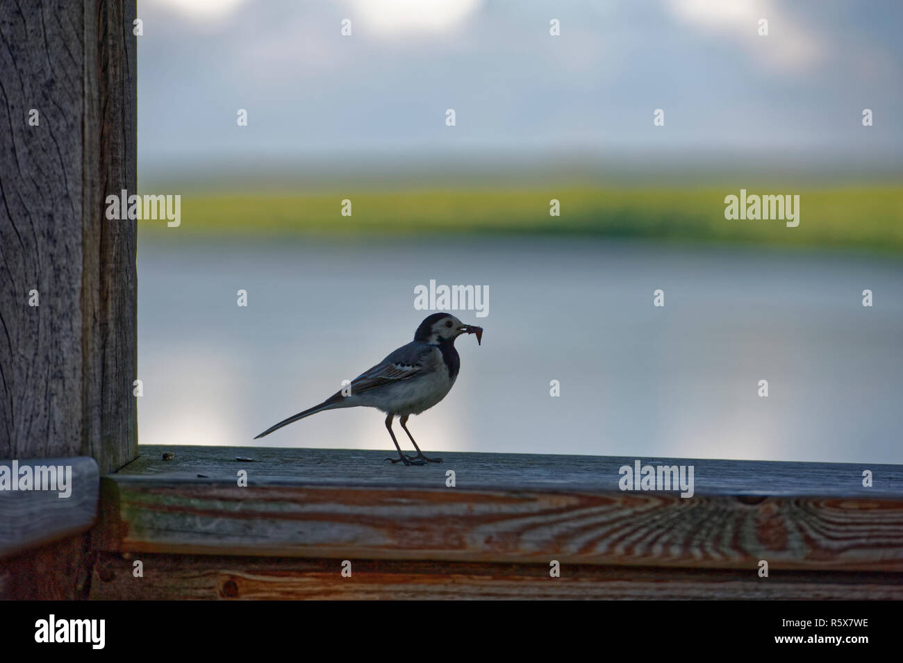 Barn swallow perched on a wooden bar Stock Photo - Alamy