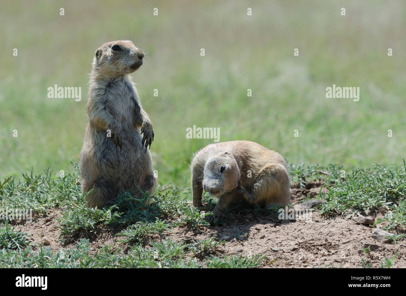 Black-tailed Prairie Dogs, Cynomys ludovicianus, one scratching Stock ...