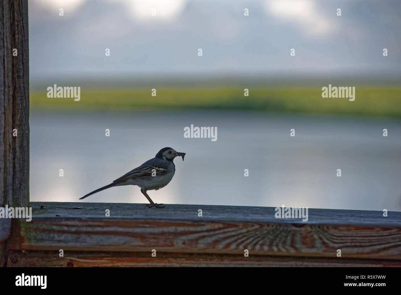 Barn swallow perched on a wooden bar Stock Photo - Alamy