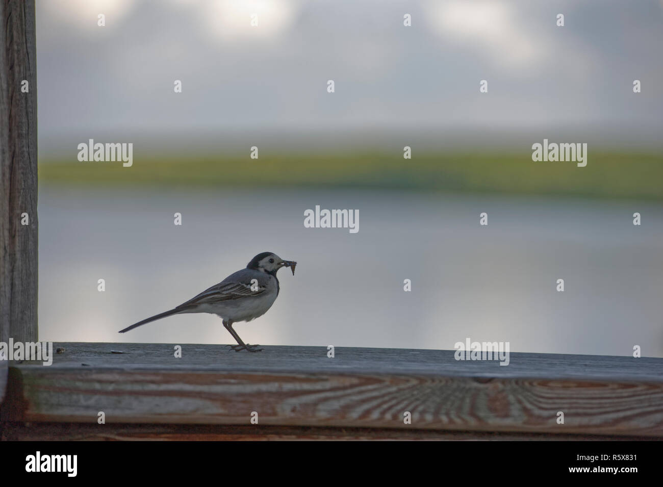 Barn swallow perched on a wooden bar Stock Photo - Alamy