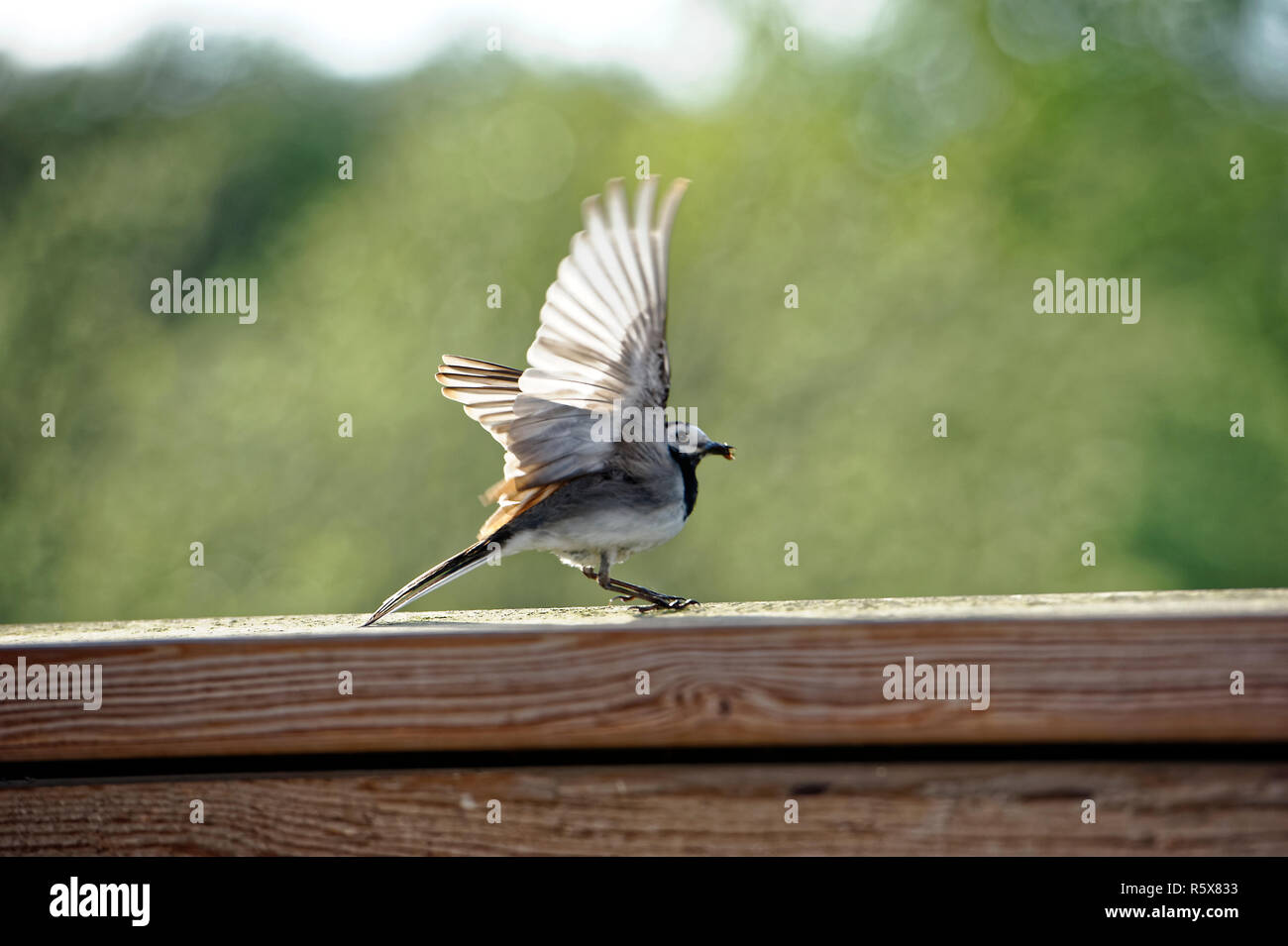 Barn swallow perched on a wooden bar Stock Photo - Alamy