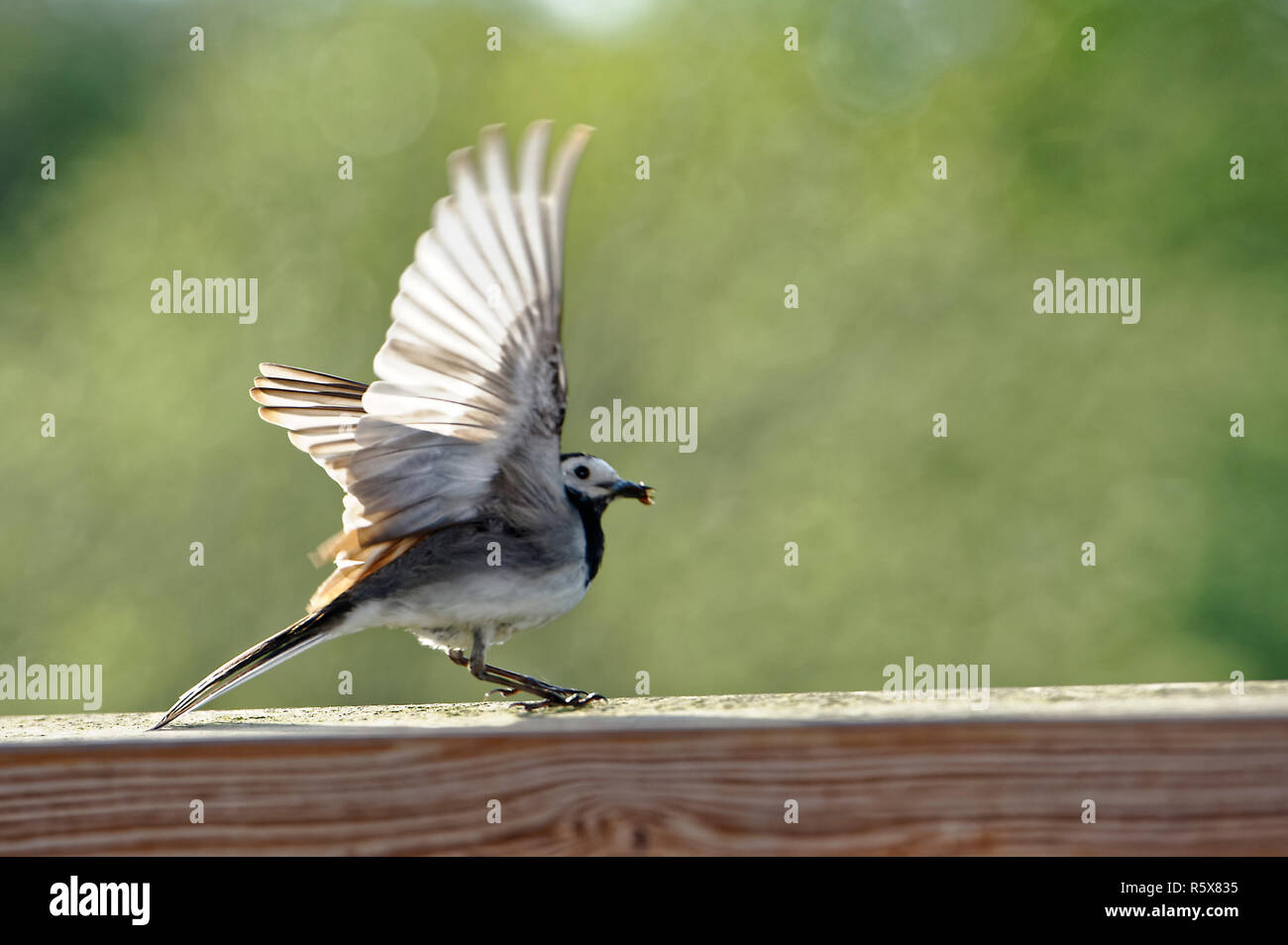Barn swallow perched on a wooden bar Stock Photo - Alamy