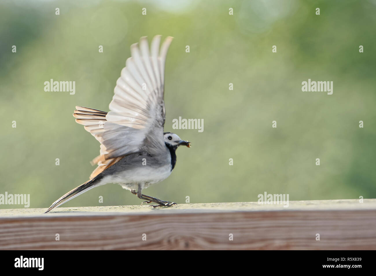 Barn swallow perched on a wooden bar Stock Photo - Alamy