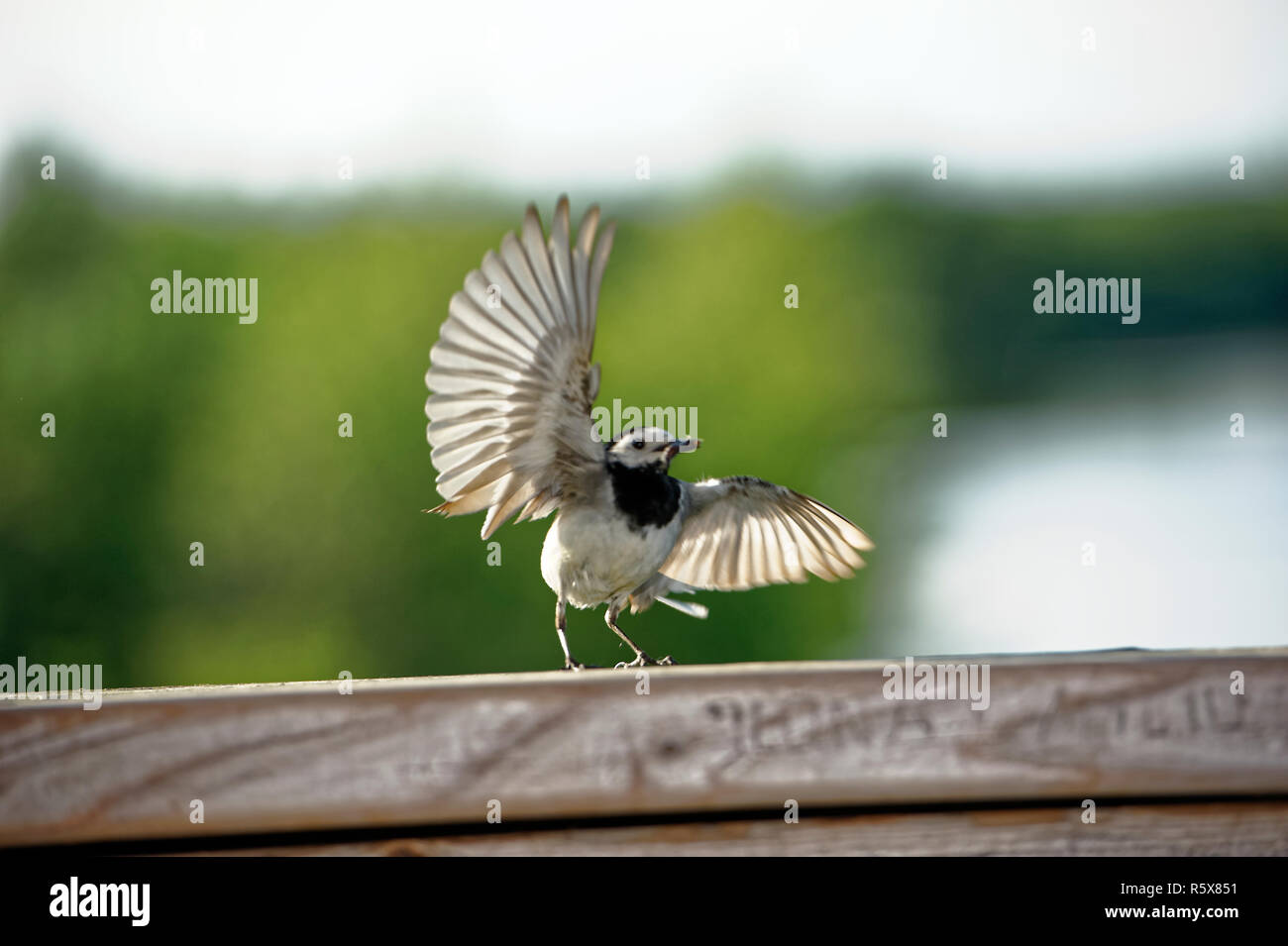 Barn swallow perched on a wooden bar Stock Photo - Alamy