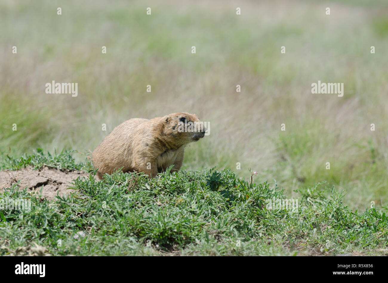 Black-tailed Prairie Dog, Cynomys ludovicianus Stock Photo - Alamy