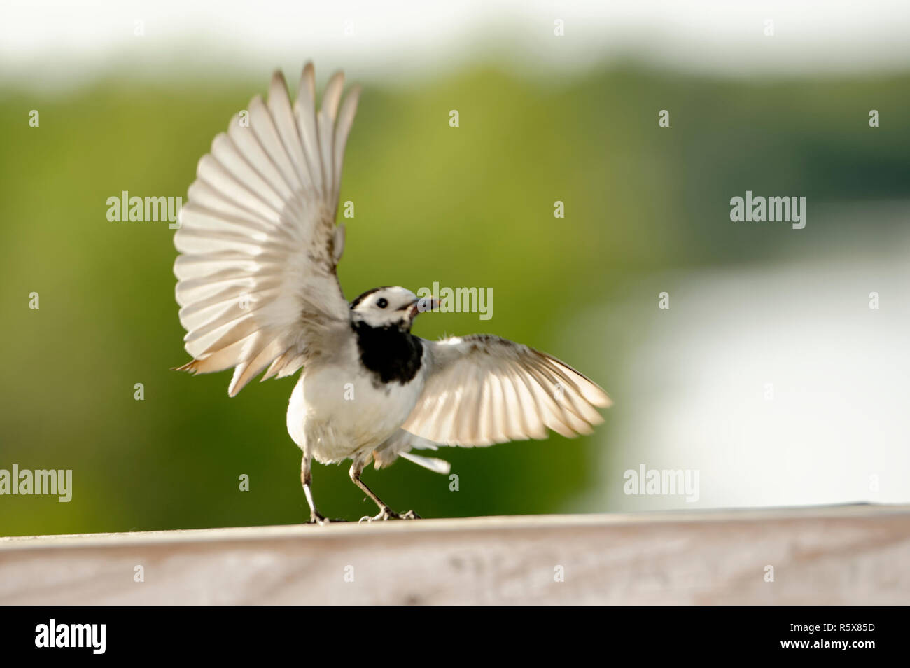 Barn swallow perched on a wooden bar Stock Photo - Alamy