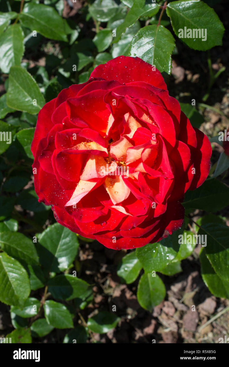 Blooming beautiful colorful rose in garden nature background Stock ...