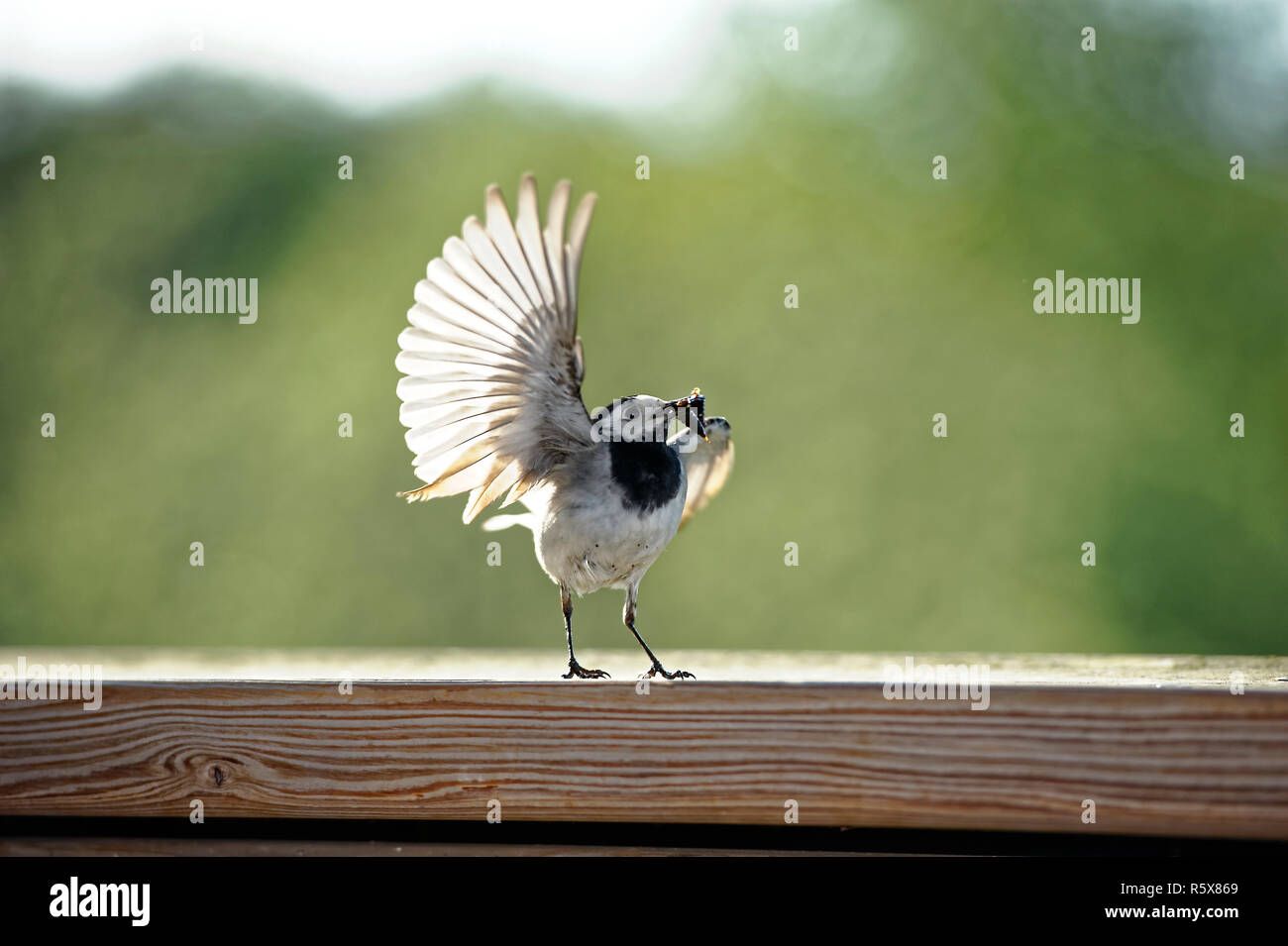 Barn swallow perched on a wooden bar Stock Photo - Alamy