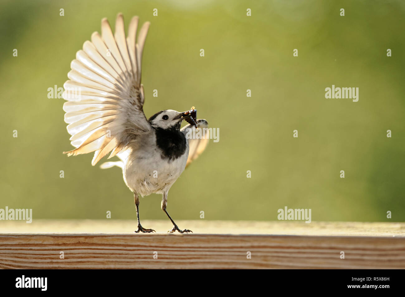 Barn swallow perched on a wooden bar Stock Photo - Alamy