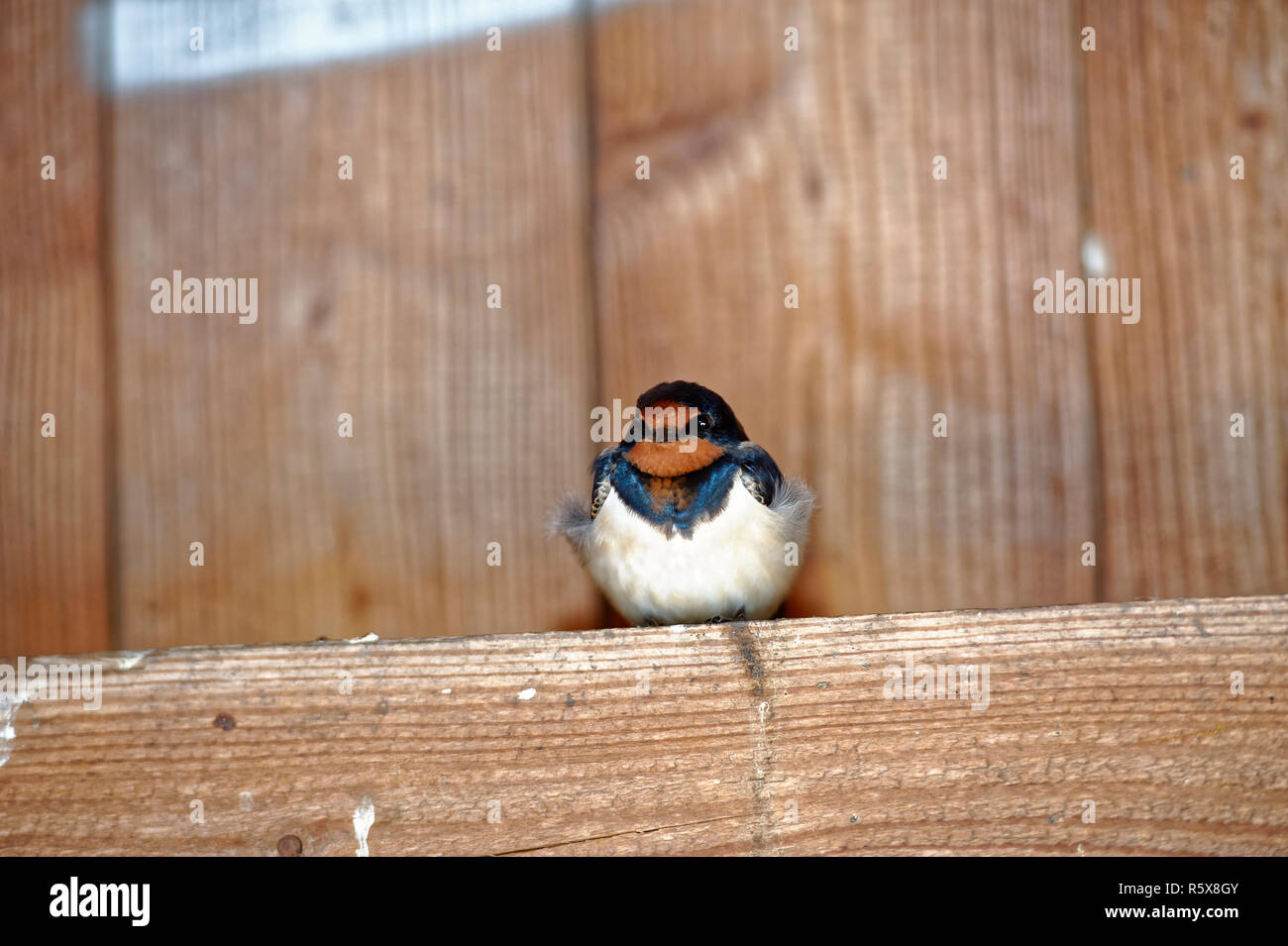 Barn swallow perched on a wooden bar Stock Photo - Alamy