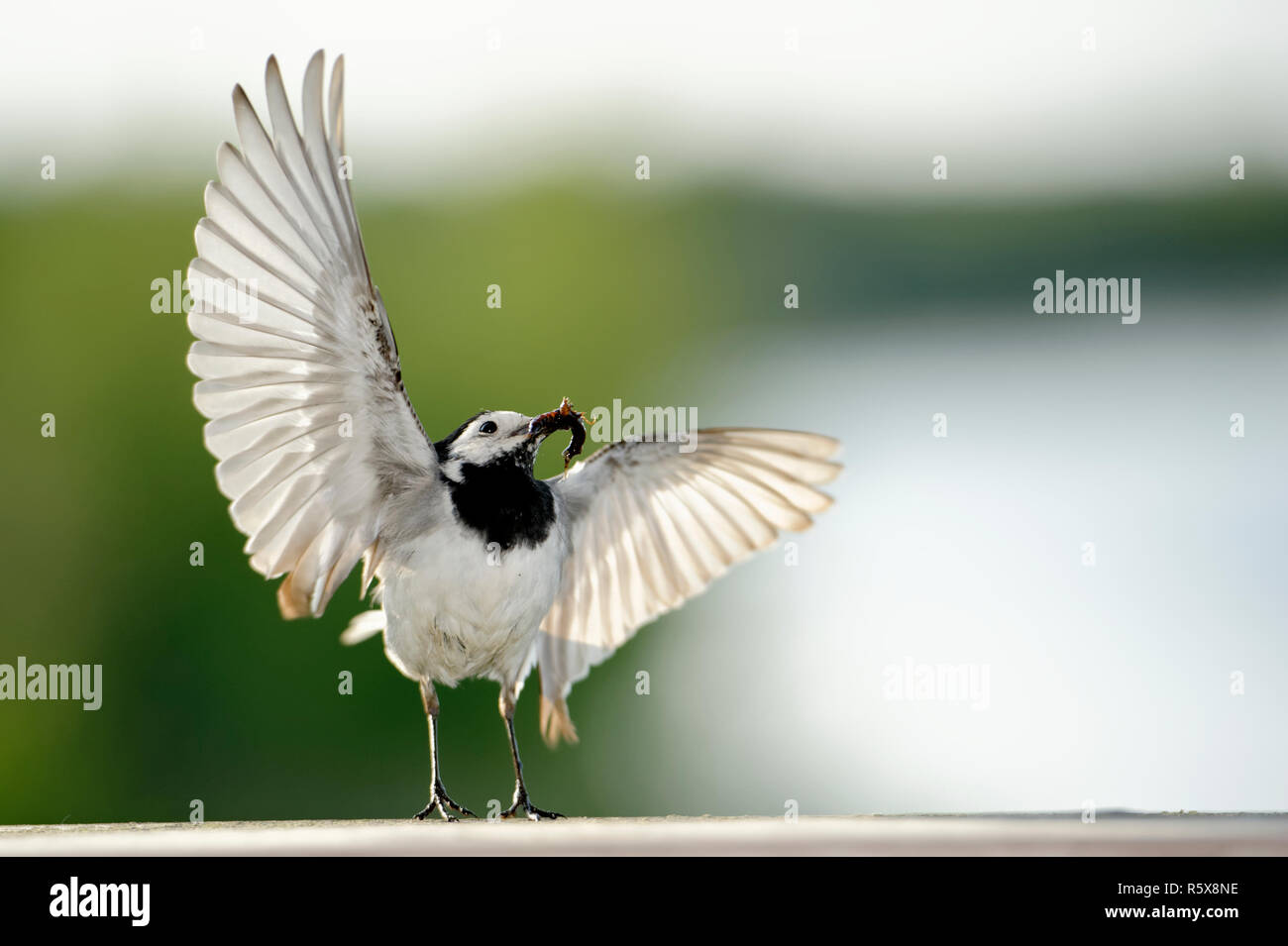 Barn swallow perched on a wooden bar Stock Photo - Alamy