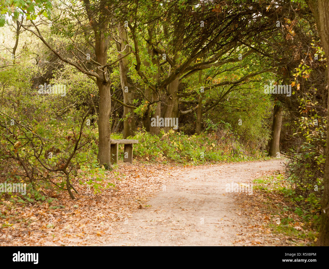 country empty walk trail path with wooden bench and trees Stock Photo ...