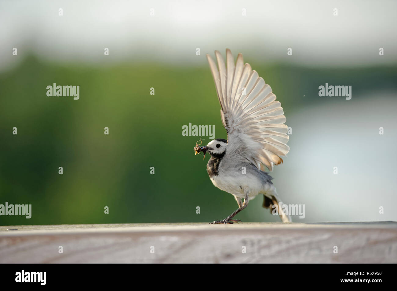 Barn swallow perched on a wooden bar Stock Photo - Alamy