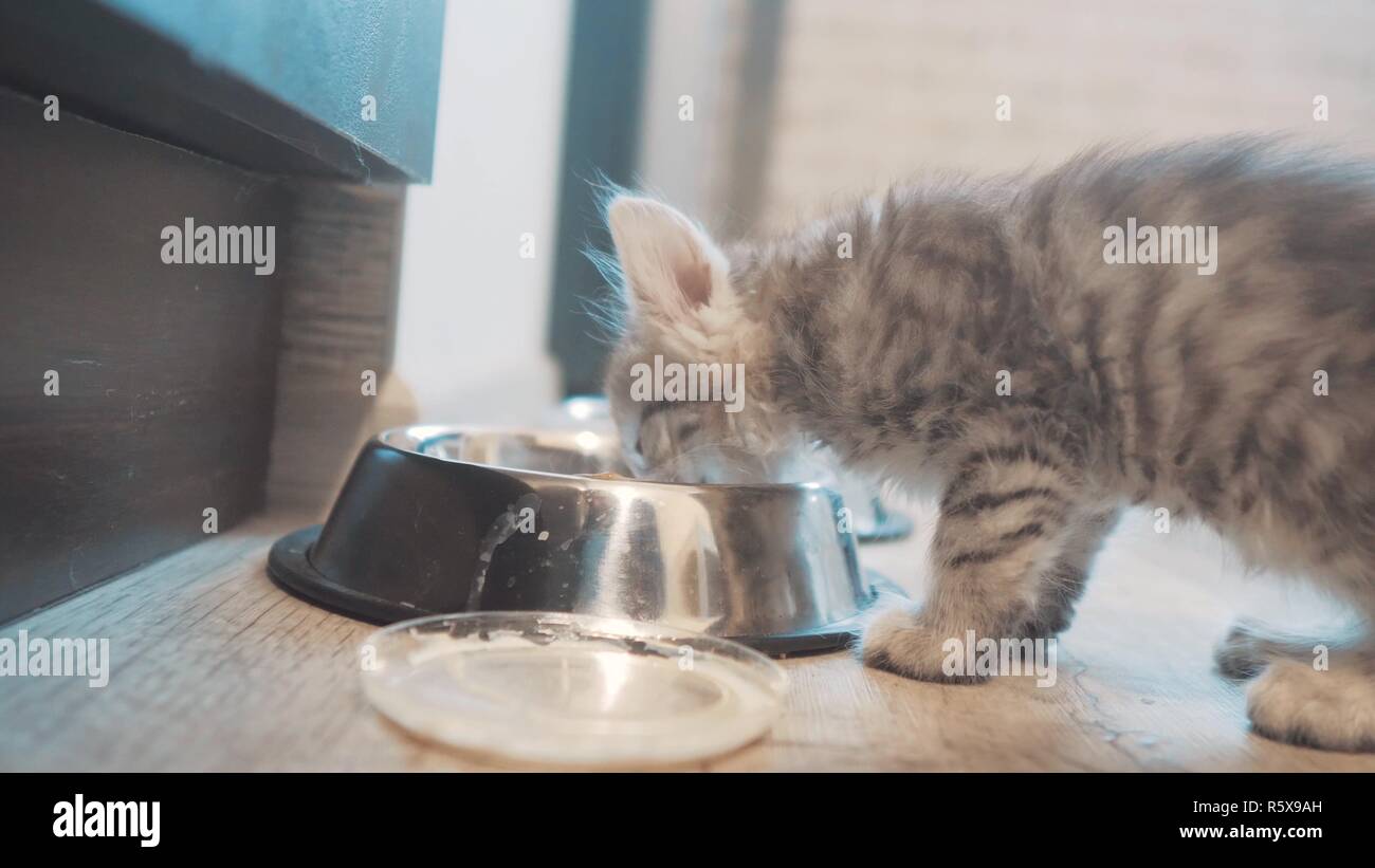 Adorable cute little pussycat eating hi-res stock photography and ...