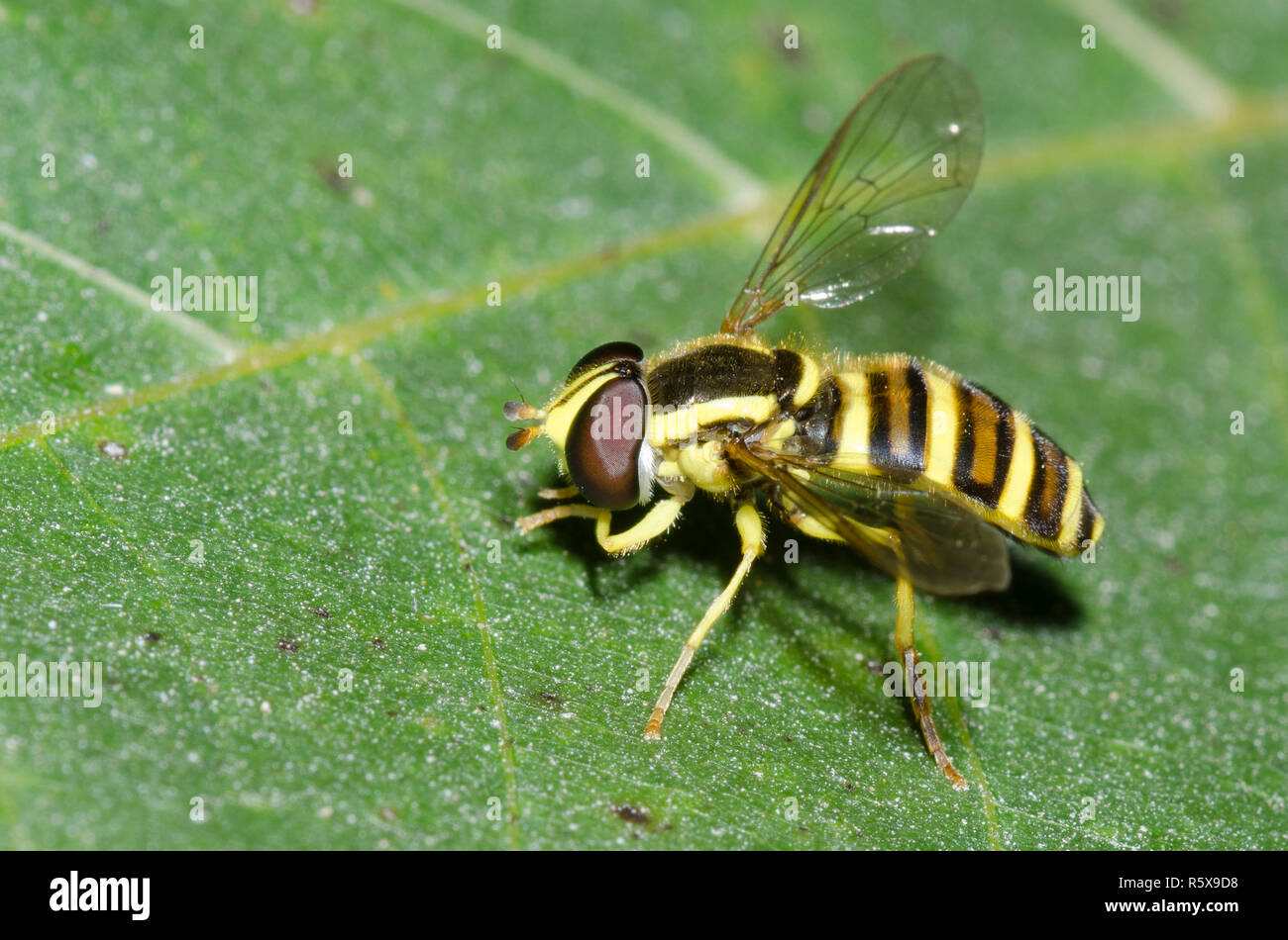 Syrphid Fly, Xanthogramma flavipes, female Stock Photo - Alamy