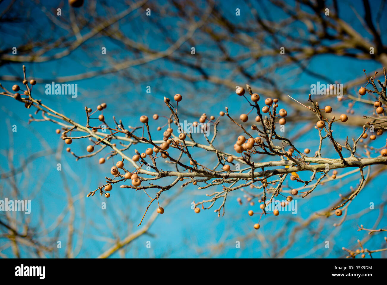 Wild fruit found in the tree in nature Stock Photo - Alamy