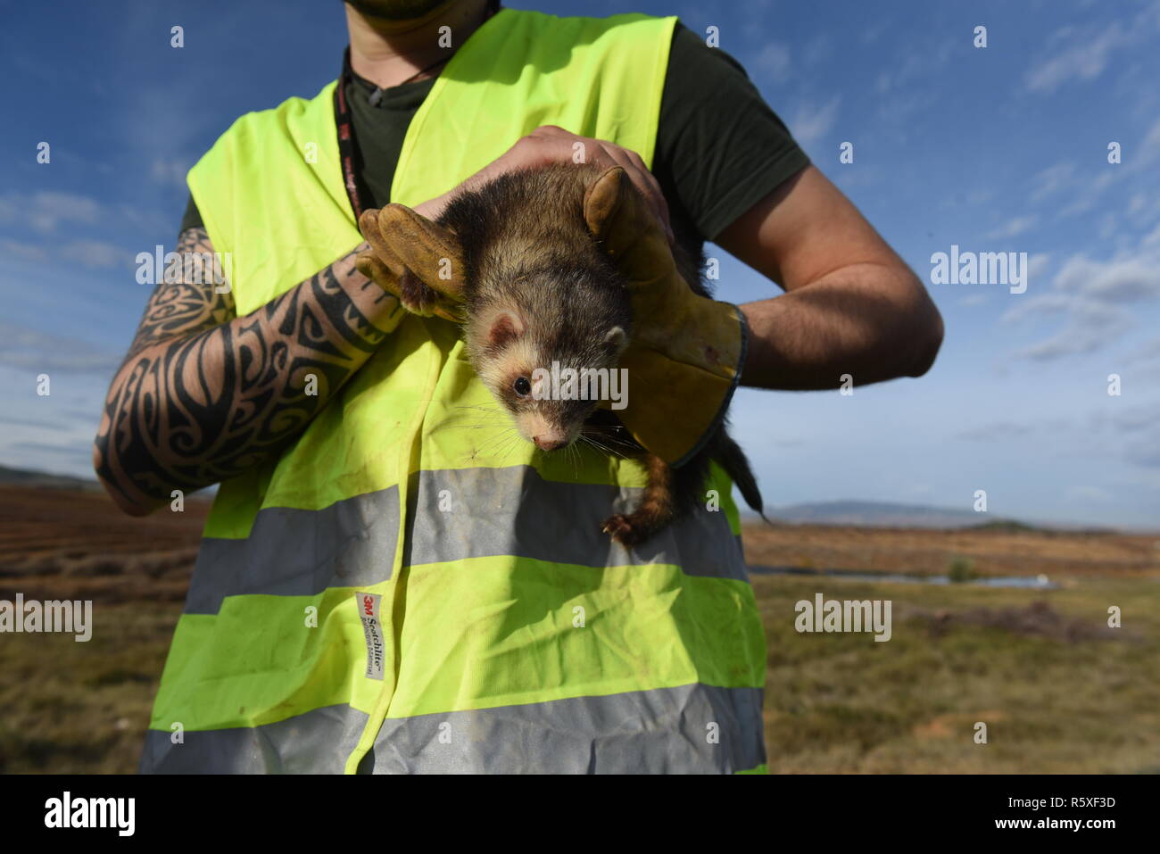 Ferret hunting rabbits hi-res stock photography and images - Alamy