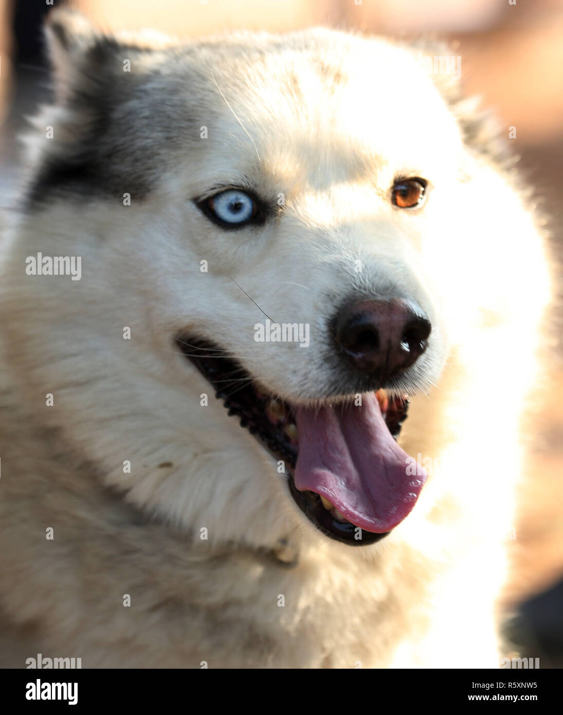 News husky hi-res stock photography and images - Alamy