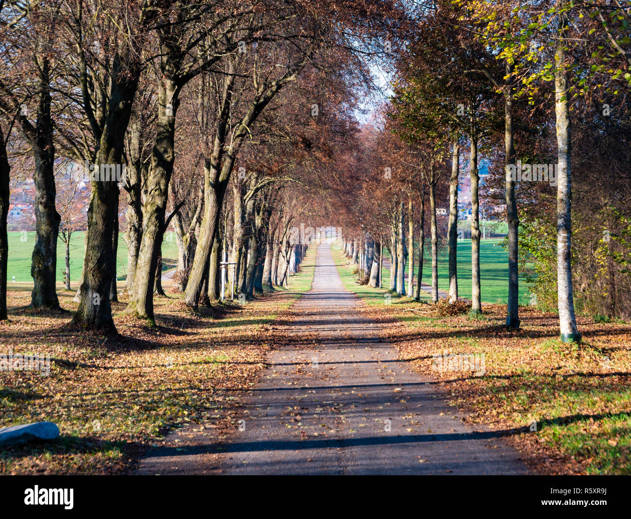 Image of autumn avenue with leaves and sun shine and shadows Stock ...