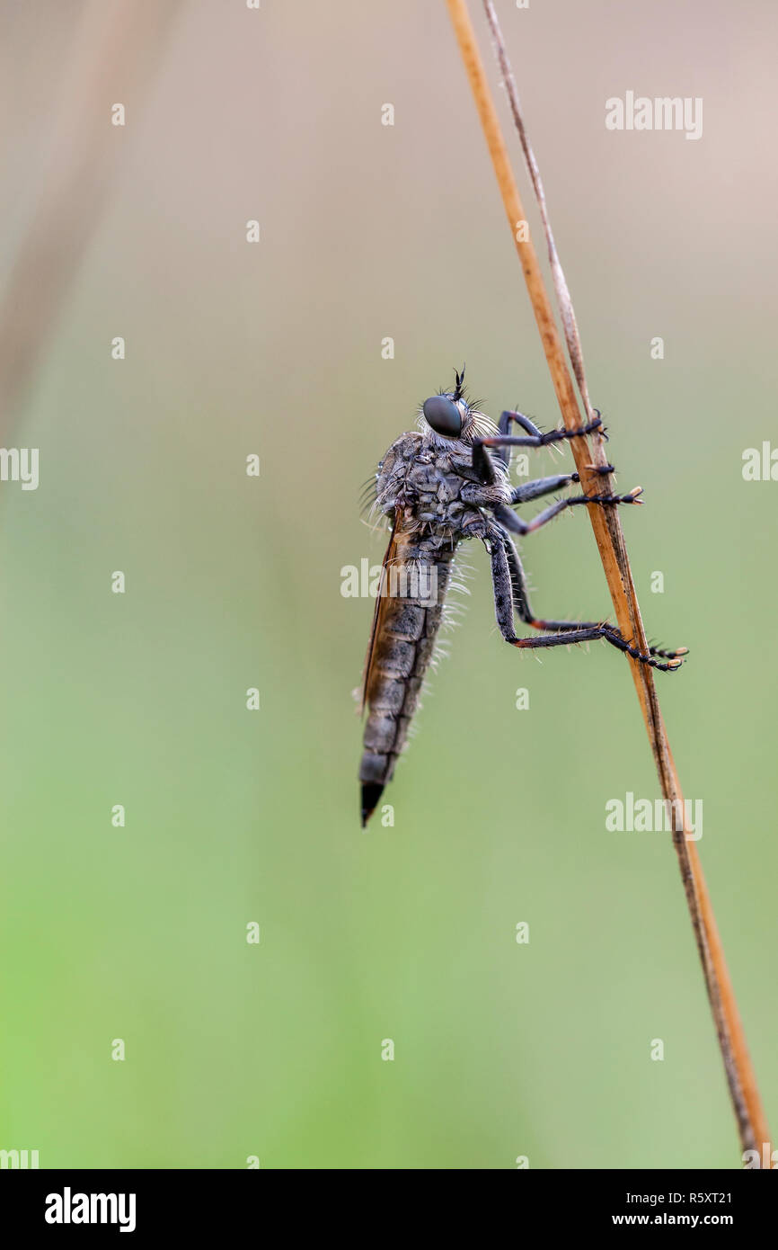 robber fly - asilidae Stock Photo - Alamy